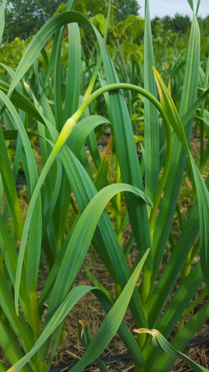 Seasonal Produce – Richmond GAIA Farm